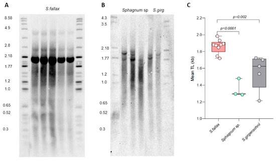 Plants | Free Full-Text | Telomere Length Variation in Model Bryophytes