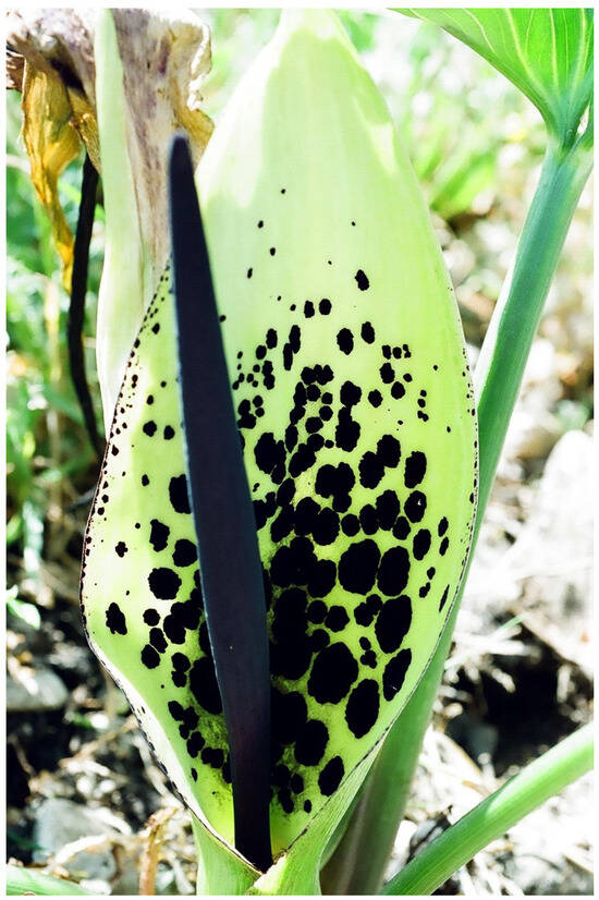 Visual-, Olfactory-, and Nectar-Taste-Based Flower Aposematism