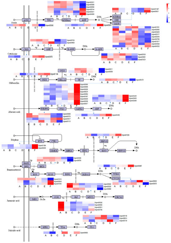 Integration of Physiological, Transcriptomic, and Metabolomic Analyses Reveal Molecular ...