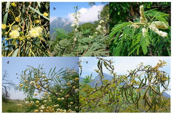 The Fabaceae in Northeastern Mexico (Subfamily Caesalpinioideae ...