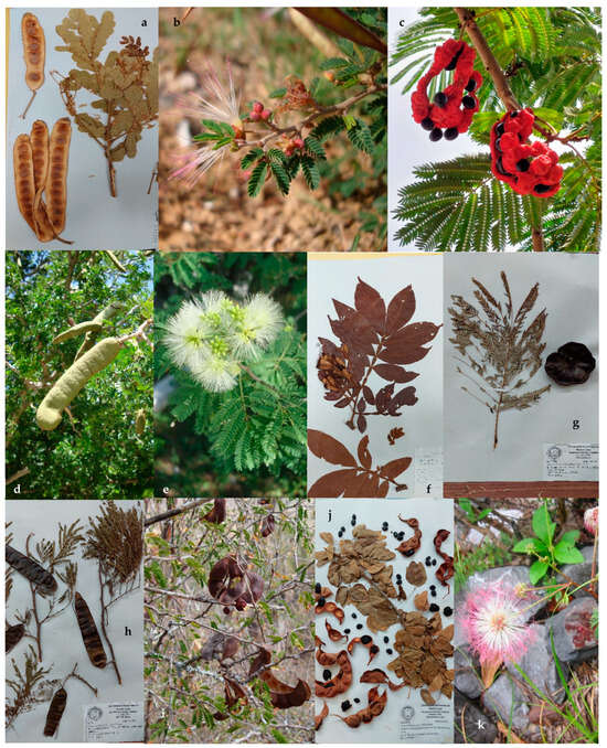 The Fabaceae in Northeastern Mexico (Subfamily Caesalpinioideae ...