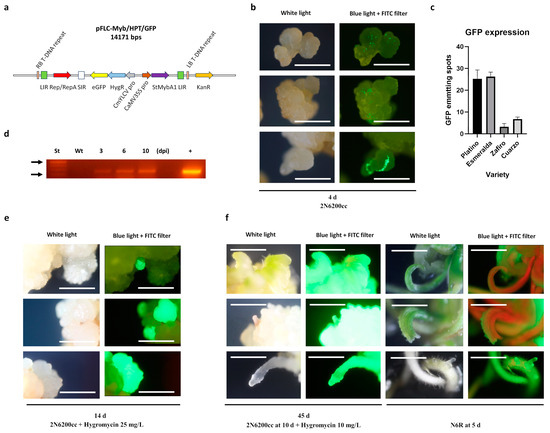 Somatic Embryogenesis and Agrobacterium-Mediated Gene Transfer ...