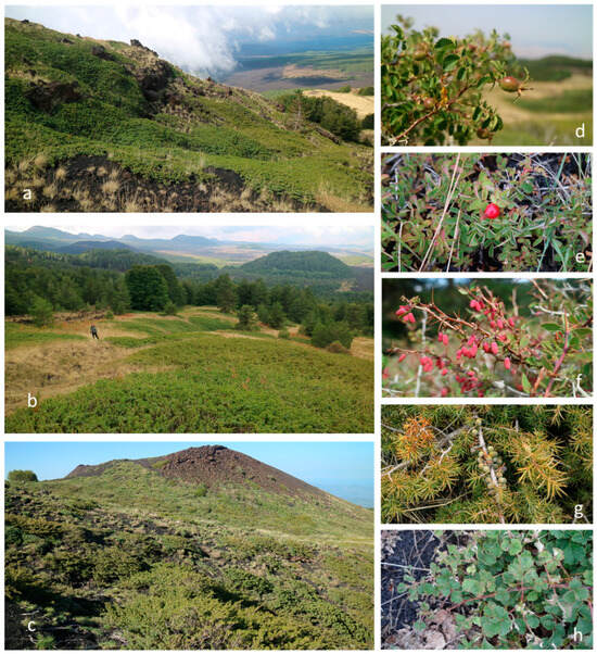 Plants | Free Full-Text | The Orophilous Shrubby Vegetation of the ...