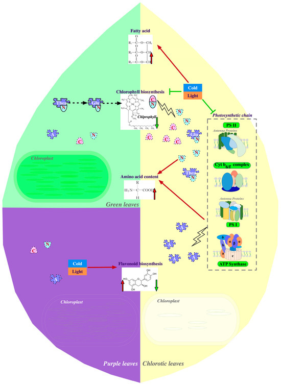 Multi-Omics Research Accelerates the Clarification of the Formation ...