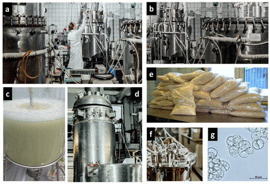 Bioreactor Systems for Plant Cell Cultivation at the Institute of Plant ...