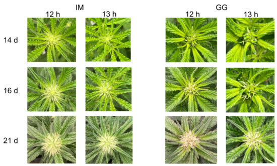 Longer Photoperiod Substantially Increases Indoor-Grown Cannabis’ Yield ...