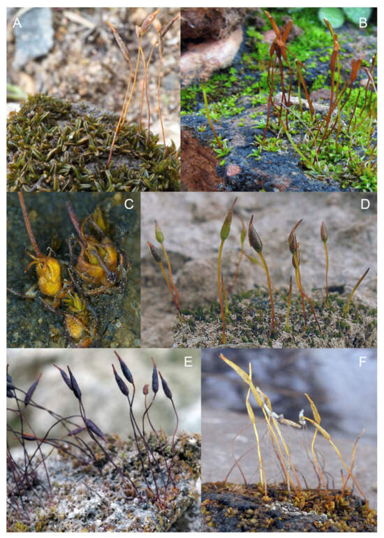 Plants | Free Full-Text | Integrative Taxonomy Reveals Hidden Diversity ...