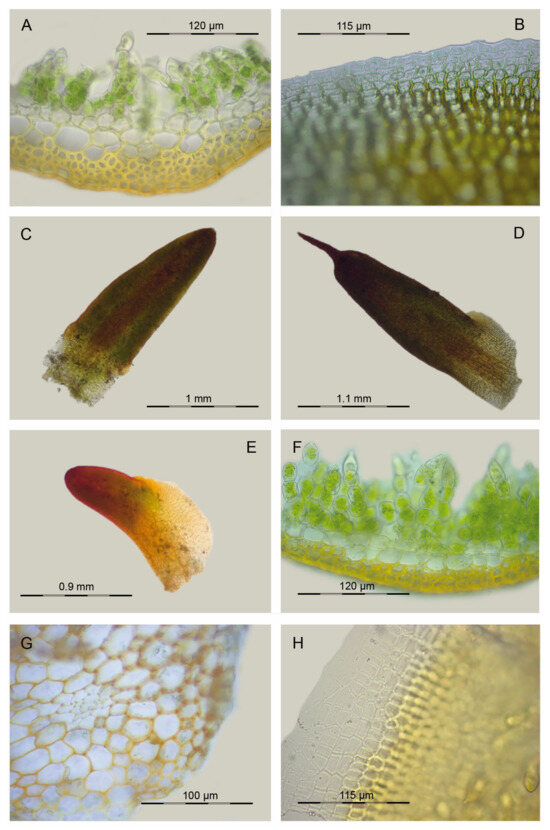 Plants | Free Full-Text | Integrative Taxonomy Reveals Hidden Diversity ...