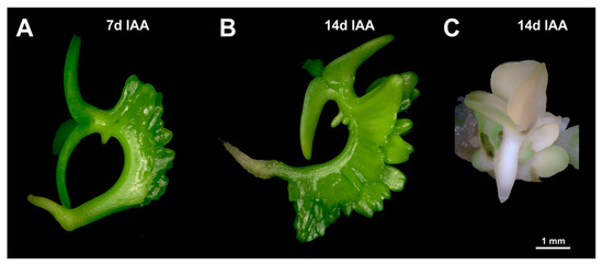 Plant Regeneration via Adventitious Shoot Formation from Immature ...