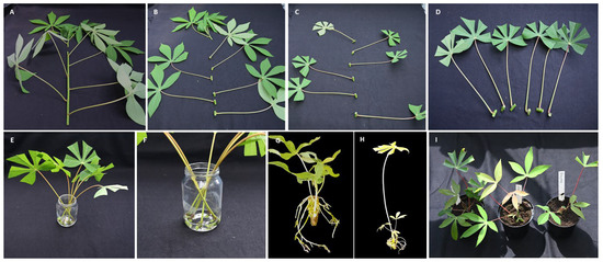 Cut, Root, and Grow: Simplifying Cassava Propagation to Scale