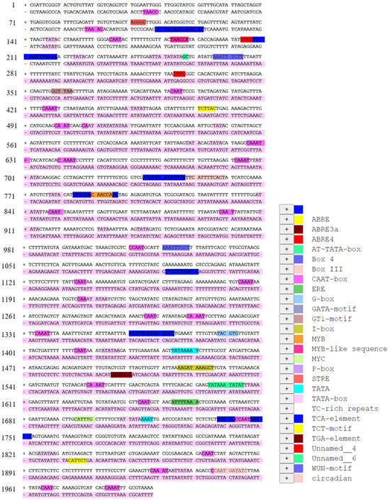 Cloning, Expression, and Functional Analysis of the MYB Transcription ...
