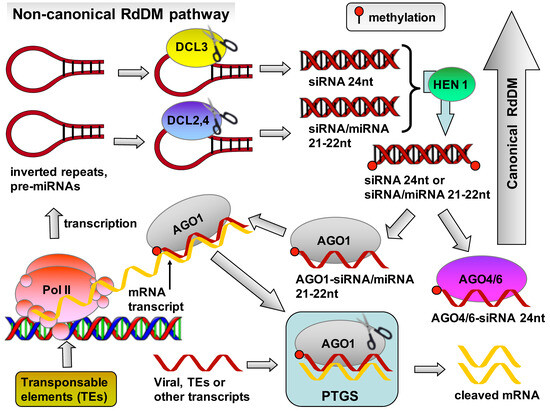 Emerging Roles of Epigenetics in Grapevine and Winegrowing