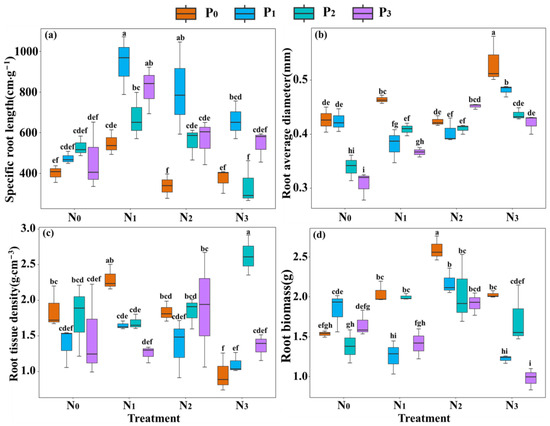 Adaptation Strategies of Seedling Root Response to Nitrogen and Phosphorus Addition