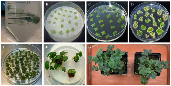 An Efficient Agrobacterium-Mediated Genetic Transformation System for ...