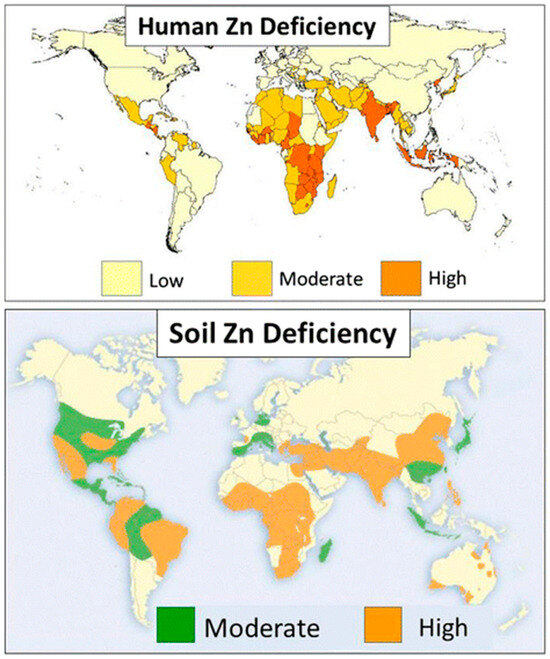 Plants | Free Full-Text | Interaction of Zinc Mineral Nutrition and ...