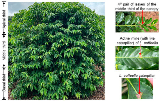 Economic Injury Levels and Economic Thresholds for Leucoptera coffeella ...