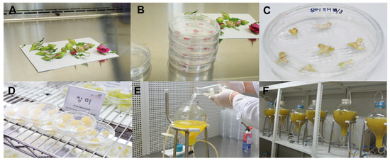 Transcriptional Changes in Damask Rose Suspension Cell Culture Revealed by RNA Sequencing
