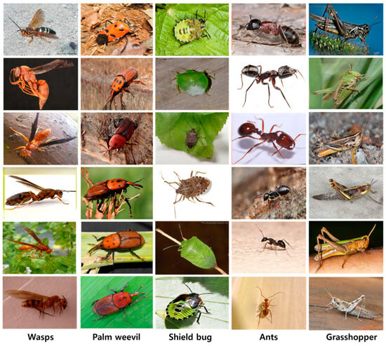 Plants | Free Full-Text | AI-Enabled Crop Management Framework for Pest Detection Using Visual ...