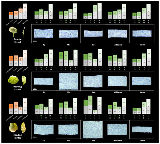 Cabbage (Brassica oleracea var. capitata) Development in Time: How ...