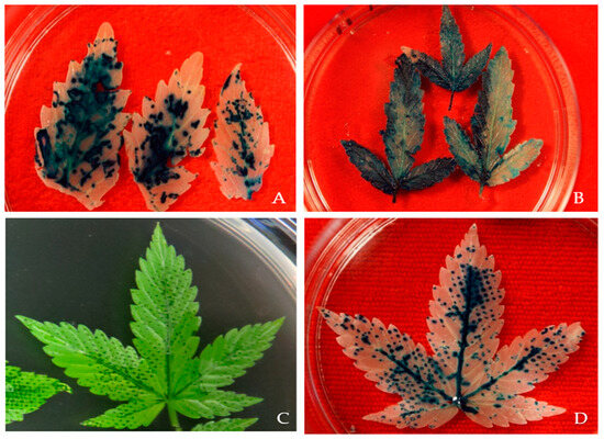 Evaluation of Parameters Affecting Agrobacterium-Mediated Transient ...