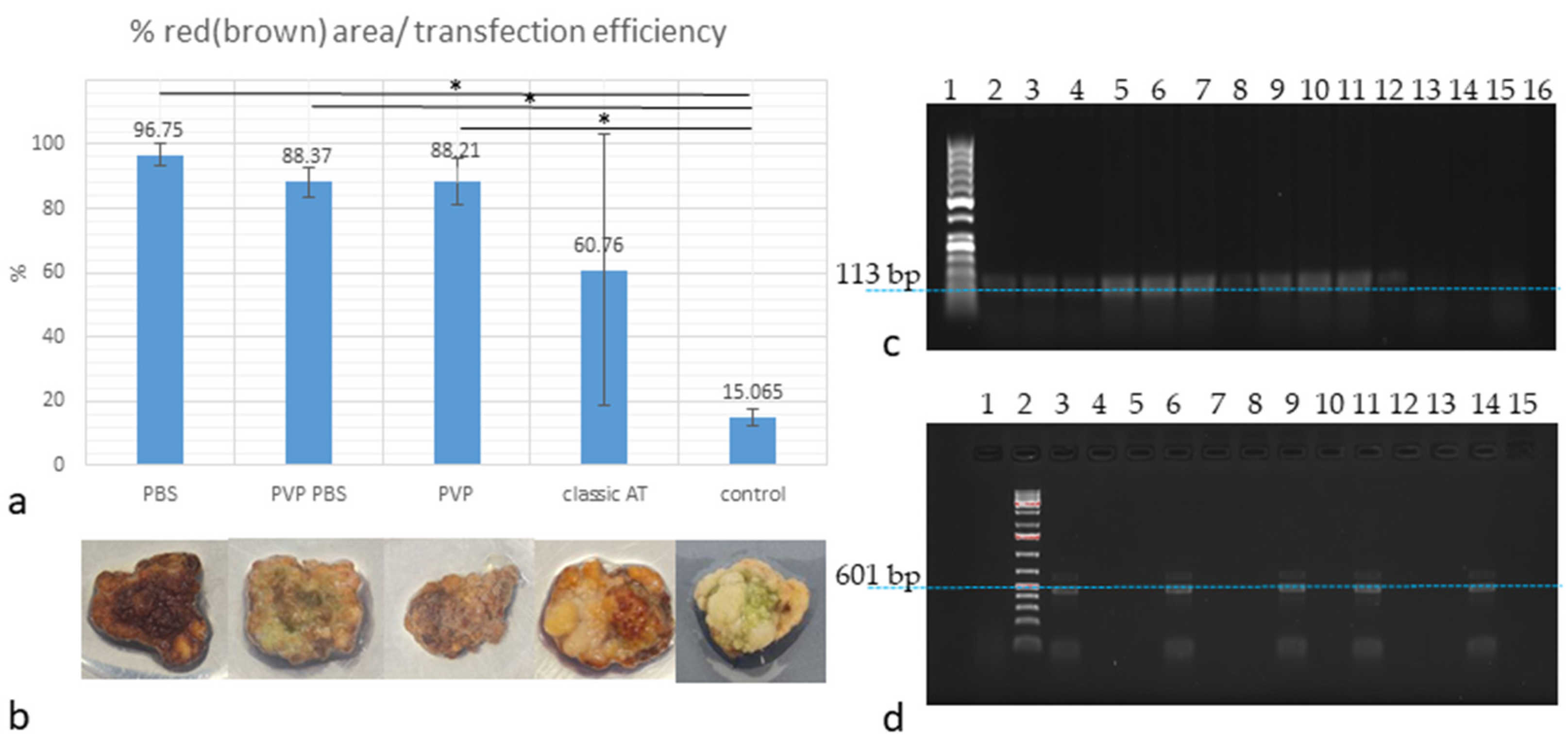 Agrobacterium Transformation of Tea Plants (Camellia sinensis (L ...