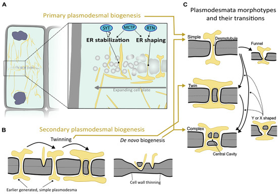 Distributing Plant Developmental Regulatory Proteins via Plasmodesmata