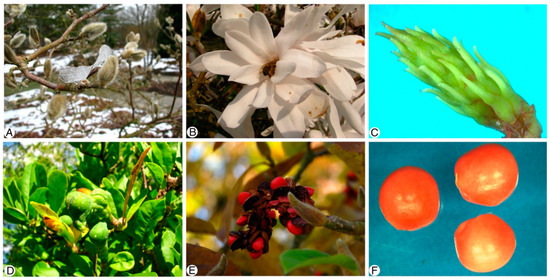 How Seeds Attract and Protect: Seed Coat Development of Magnolia