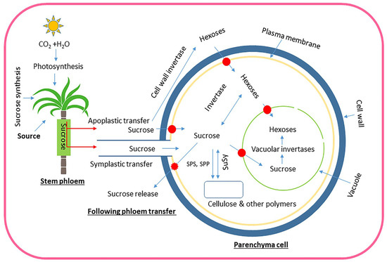 Comparative Analysis of Sucrose-Regulatory Genes in High- and Low ...