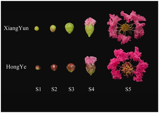 MADS-Box Family Genes in Lagerstroemia indica and Their Involvement in ...