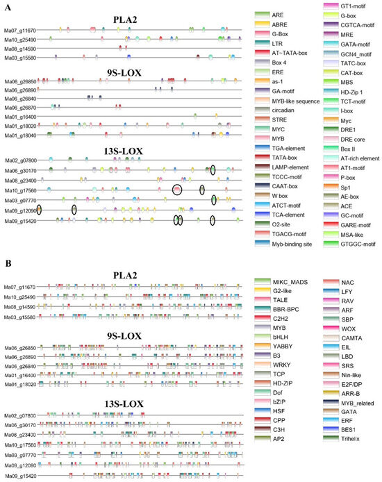 Physiological and Transcriptomic Analyses Reveal the Mechanisms Underlying Methyl Jasmonate ...