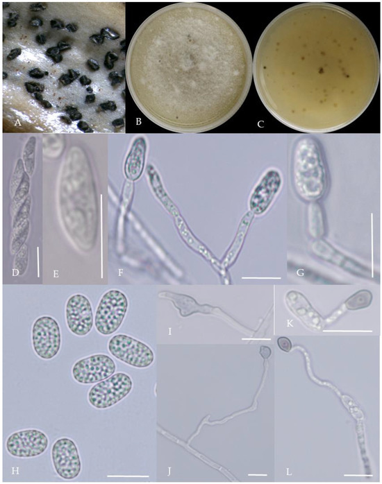 Plants | Free Full-Text | Identification and Genetic Diversity Analysis ...