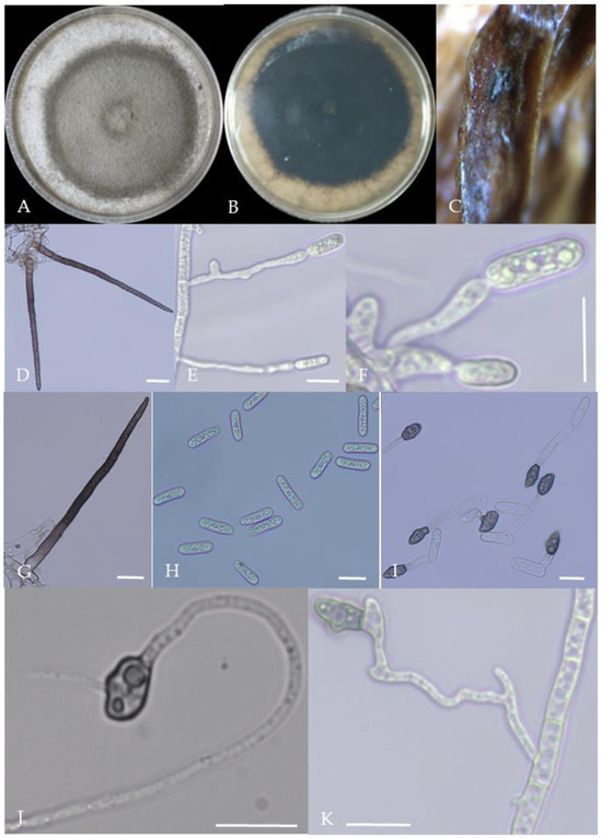 Plants | Free Full-Text | Identification and Genetic Diversity Analysis ...