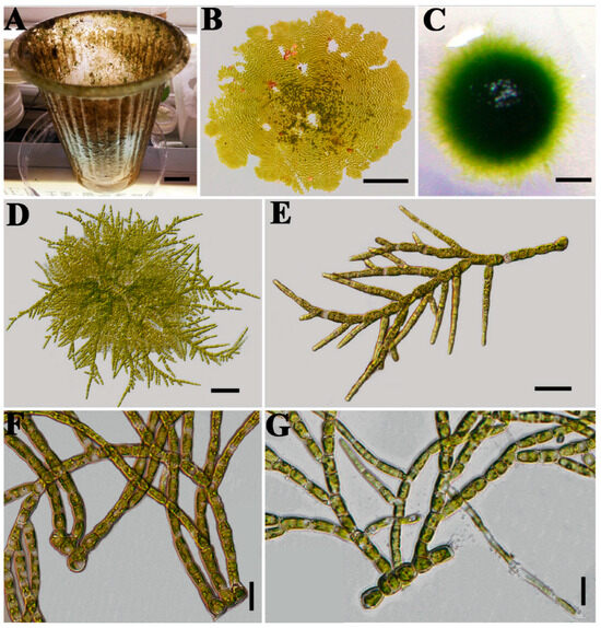Morphology and Molecular Phylogeny of the Genus Stigeoclonium ...