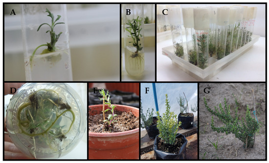 Effect of In Vitro Micropropagation on the Chemical, Antioxidant, and ...