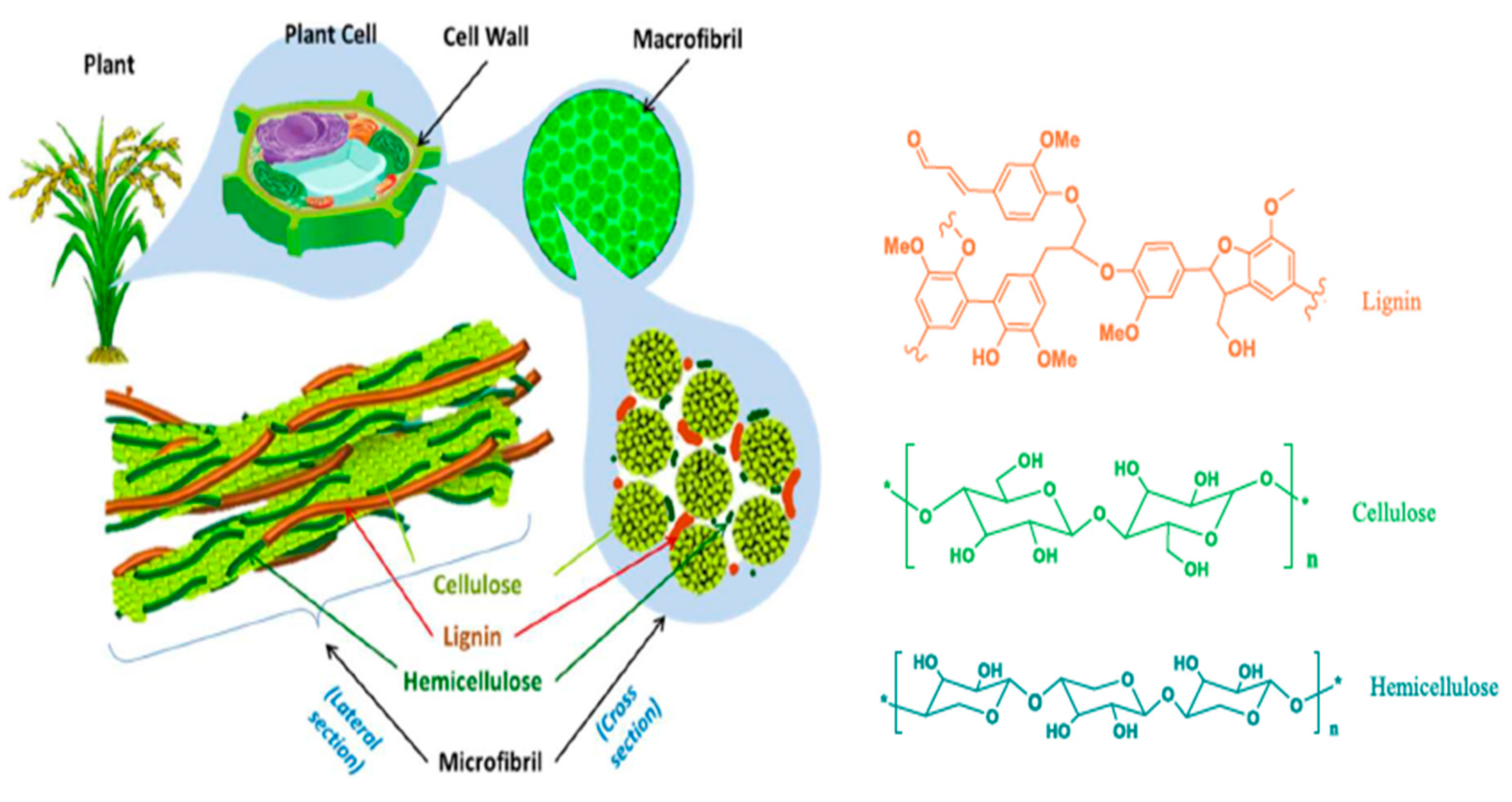 Plants | Free Full-Text | The Role of Soil Microbial Consortia in Sustainable Cereal Crop ...