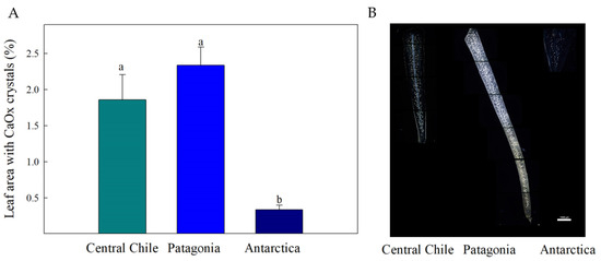 In Situ Accumulation of CaOx Crystals in C. quitensis Leaves and Its ...