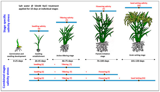 Antioxidant Defense and Ionic Homeostasis Govern Stage-Specific ...