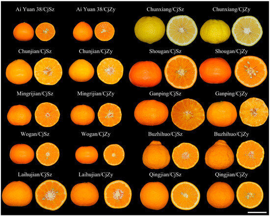 The Effects of a New Citrus Rootstock Citrus junos cv. Shuzhen No. 1 on ...