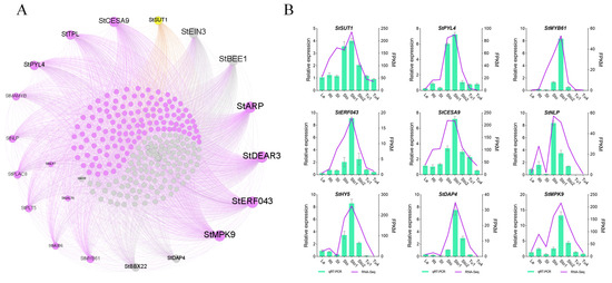 Transcriptome Analysis Reveals Novel Genes Potentially Involved in Tuberization in Potato