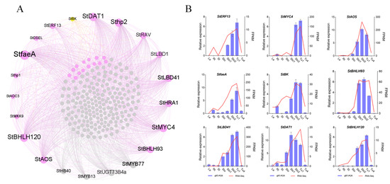 Transcriptome Analysis Reveals Novel Genes Potentially Involved in Tuberization in Potato