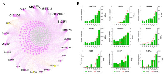 Transcriptome Analysis Reveals Novel Genes Potentially Involved in Tuberization in Potato