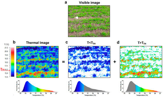 Infrared Thermography Monitoring of Durum and Common Wheat for ...