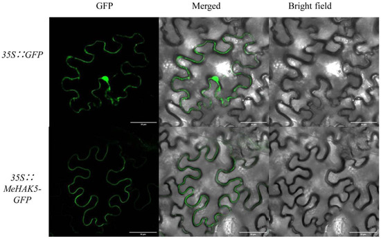 Positive Regulatory Roles of Manihot esculenta HAK5 under K+ Deficiency ...