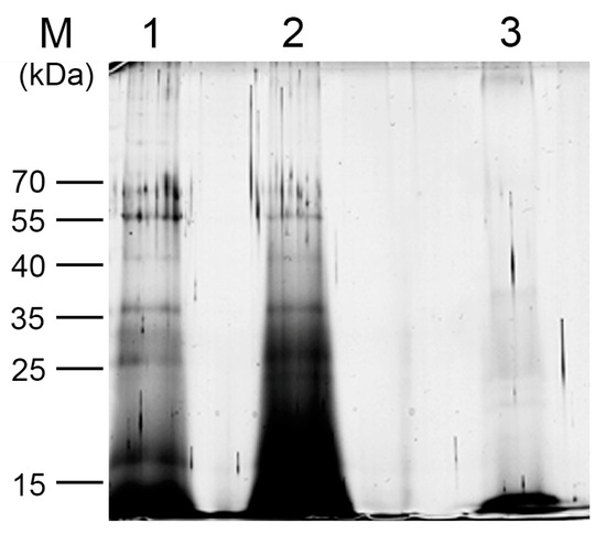 Optimizing ChIRP-MS for Comprehensive Profiling of RNA-Protein ...