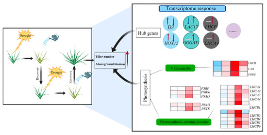 Plants | Free Full-Text | Transcriptome-Based Weighted Gene Co ...