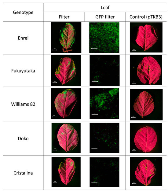 Comparative Evaluation of Transient Protein Expression Efficiency in Tissues across Soybean ...