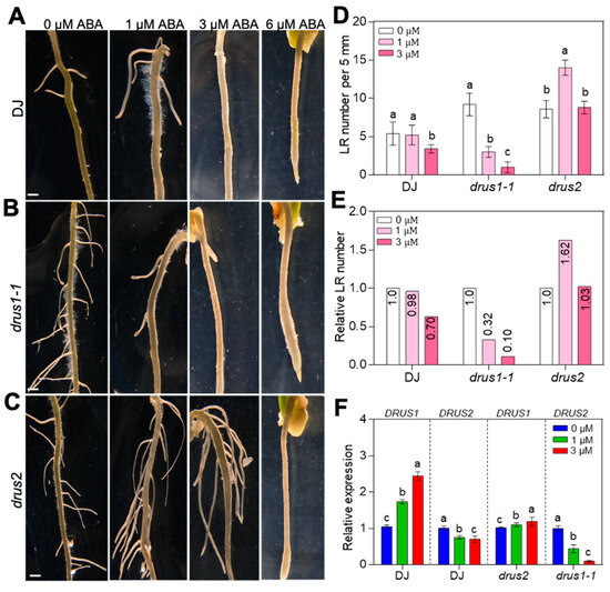 The Receptor Kinases DRUS1 and DRUS2 Behave Distinctly in Osmotic ...