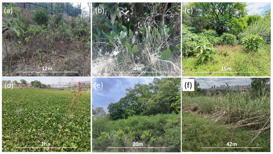Assessing Alien Plant Invasions in Urban Environments: A Case Study of ...