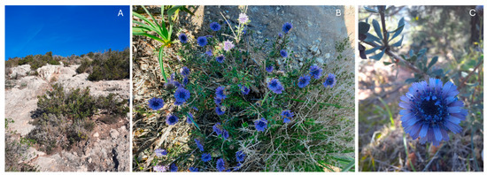Tourist Trampling on a Peripheral Plant Population Restricted to an ...