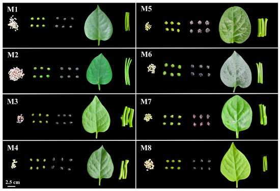 Variation in Nutritional Components and Antioxidant Capacity of ...